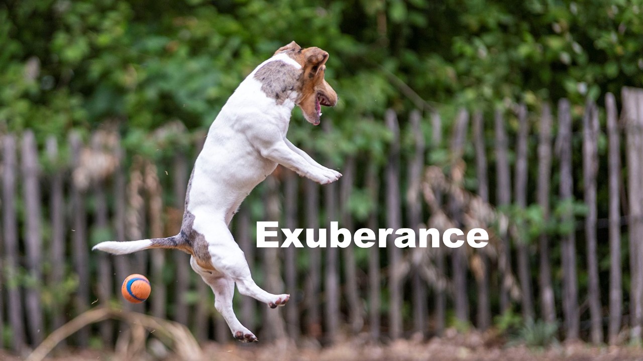 Exuberance. | counselorssoapbox