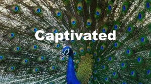 counselorssoapbox | Counseling, Therapy, Recovery and having a Happy Life